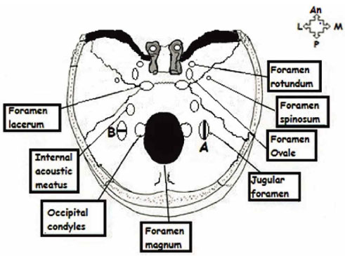 Biodinámica Craneosacral